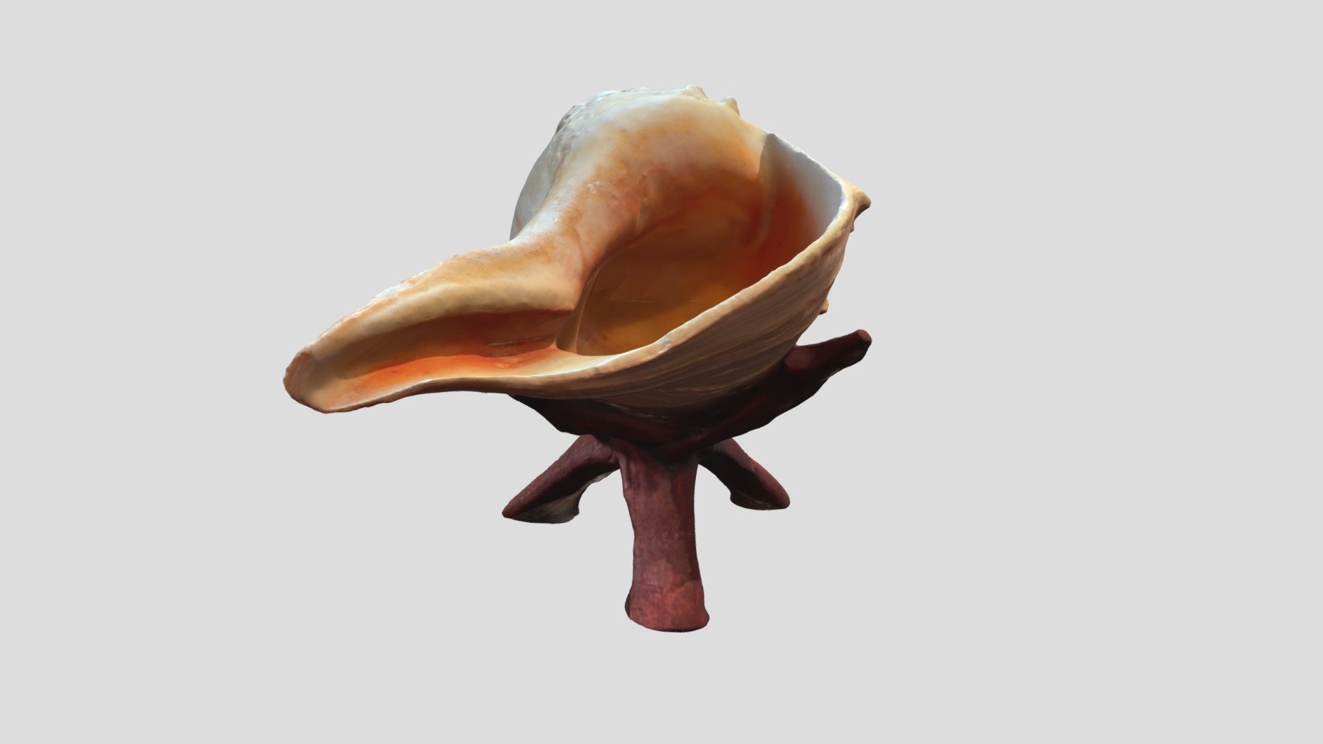 Conch Shell on Stand - Download Free 3D model by ThomasBejcek (@tbejcek ...
