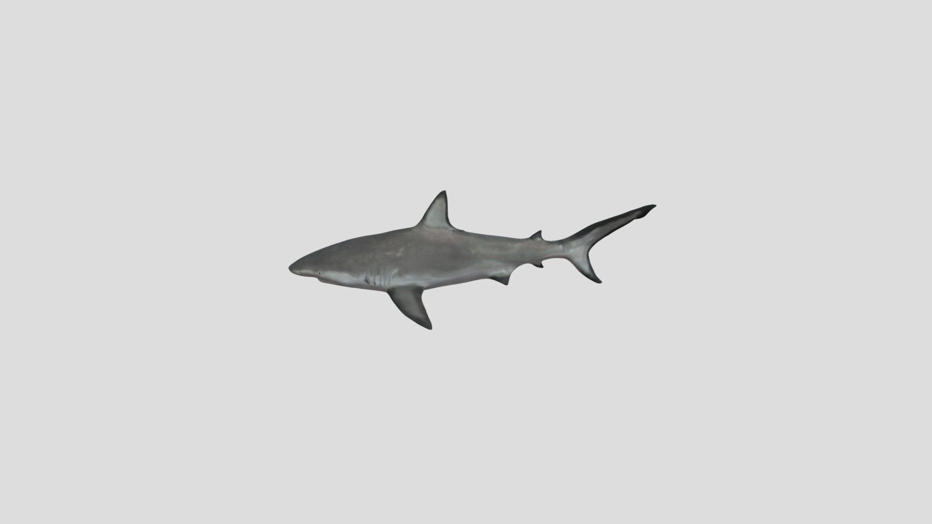 White tipped sharks🦈 - Download Free 3D model by nathanmiller5wtue ...