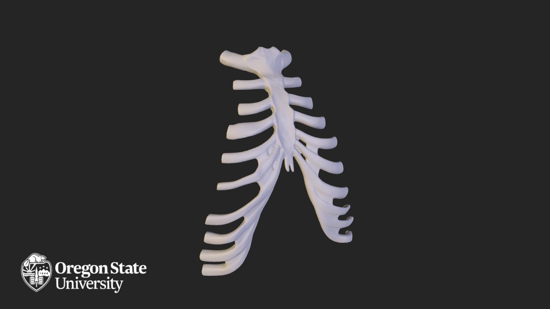 Sternum - Download Free 3D model by Oregon State University | Ecampus ...