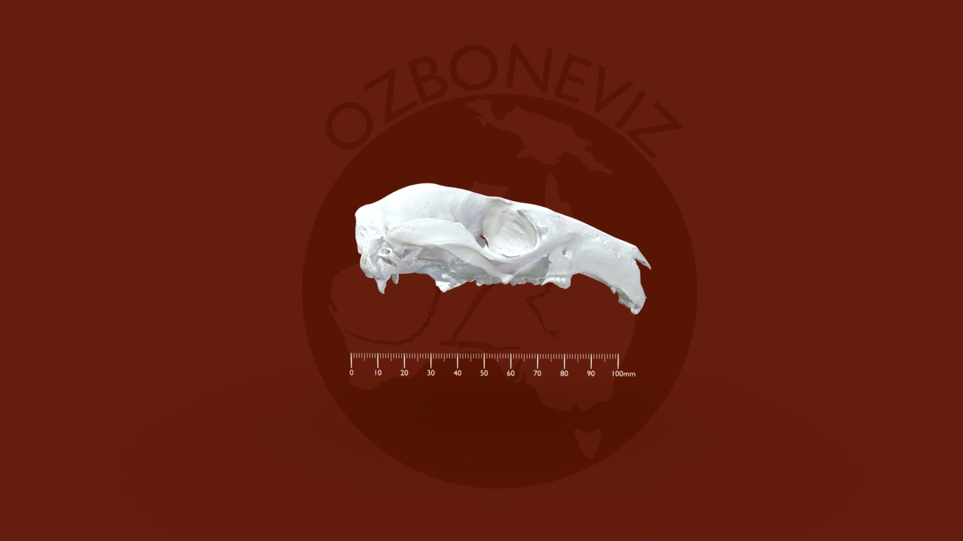 Gray dorcopsis cranium - 3D model by Ozboneviz [86f119b] - Sketchfab