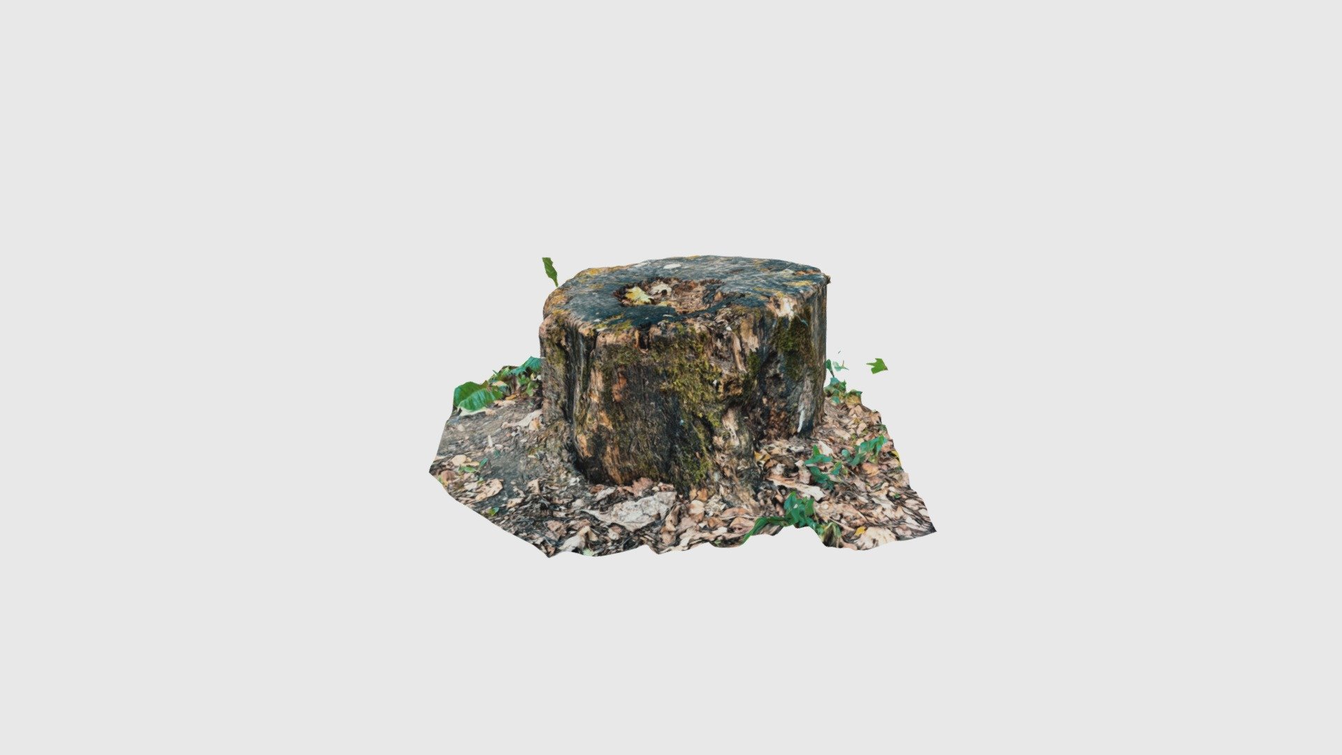 Stump - Download Free 3D model by lobasta [86f2735] - Sketchfab