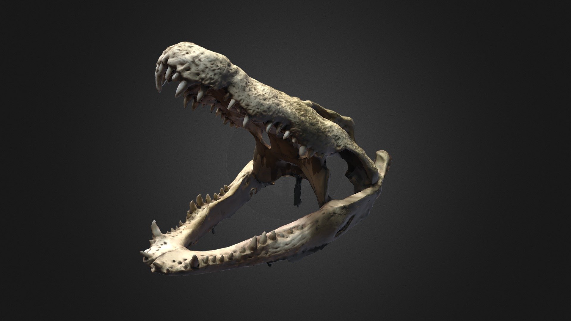 Crocodile Skull - Download Free 3D model by toaste (@toaste76) [86f6a2b ...