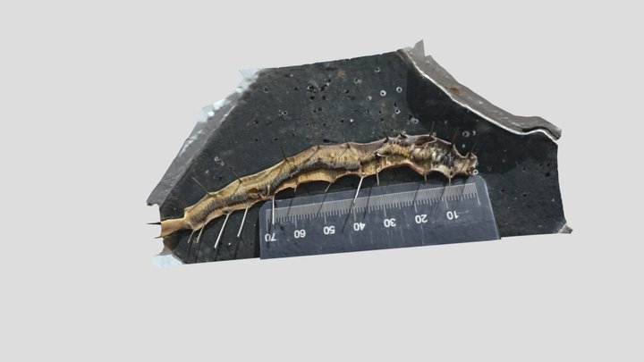 Earthworm 3D models - Sketchfab