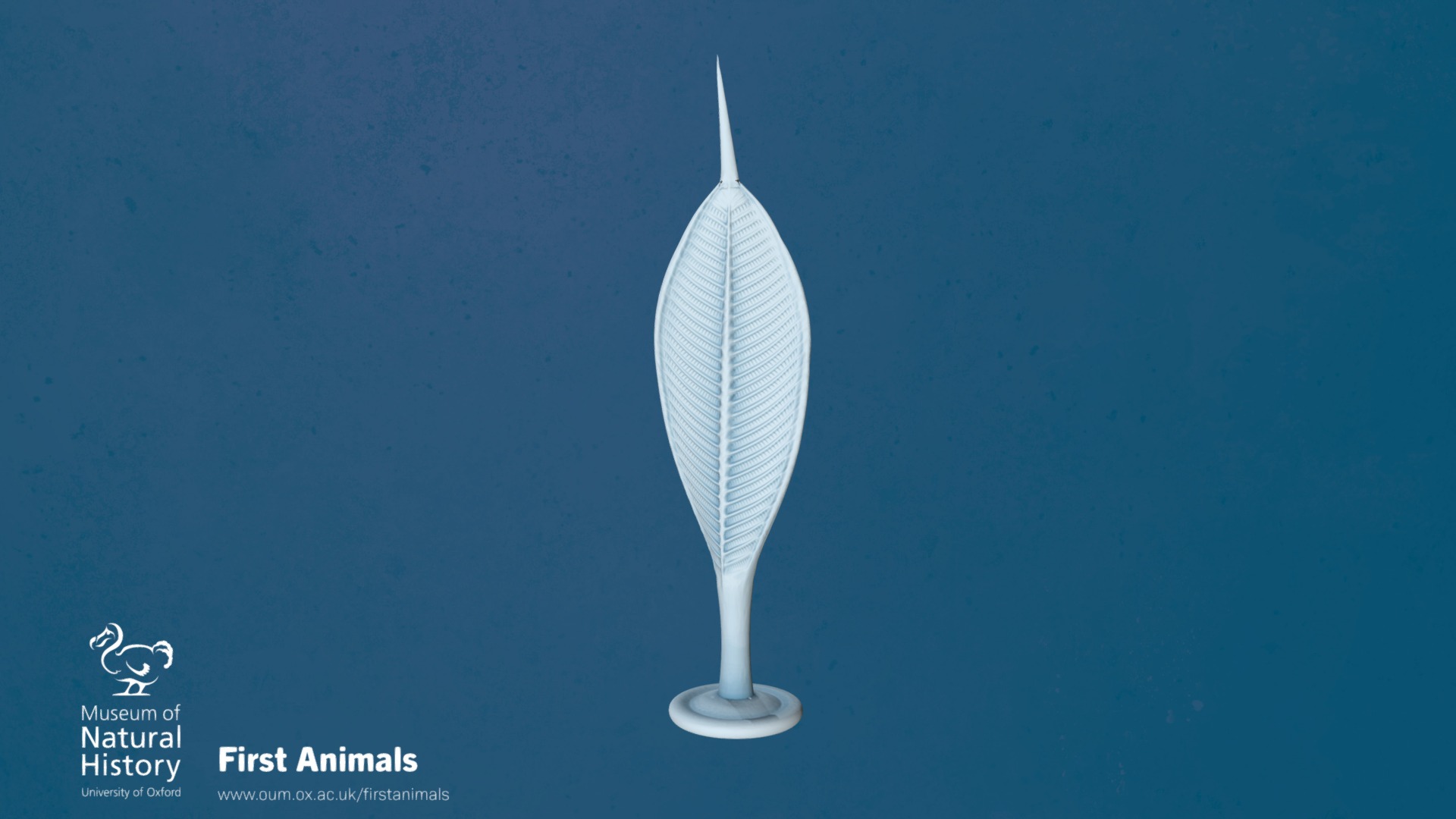 Charniodiscus spinosus - Download Free 3D model by Oxford University ...