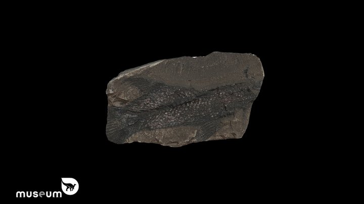 Aethalionopsis 3D models - Sketchfab