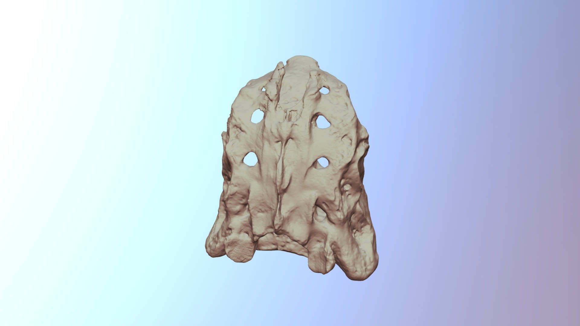 Human Sacrum - 3D model by OU Libraries (@libedge) [871c194] - Sketchfab