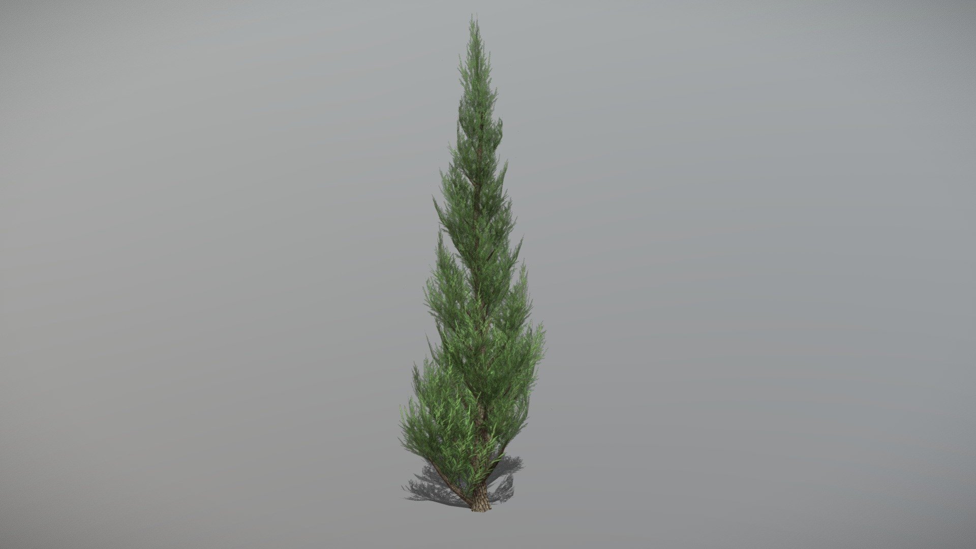 Juniper 2 (Animated Tree) - Buy Royalty Free 3D model by bsp [8724a78 ...