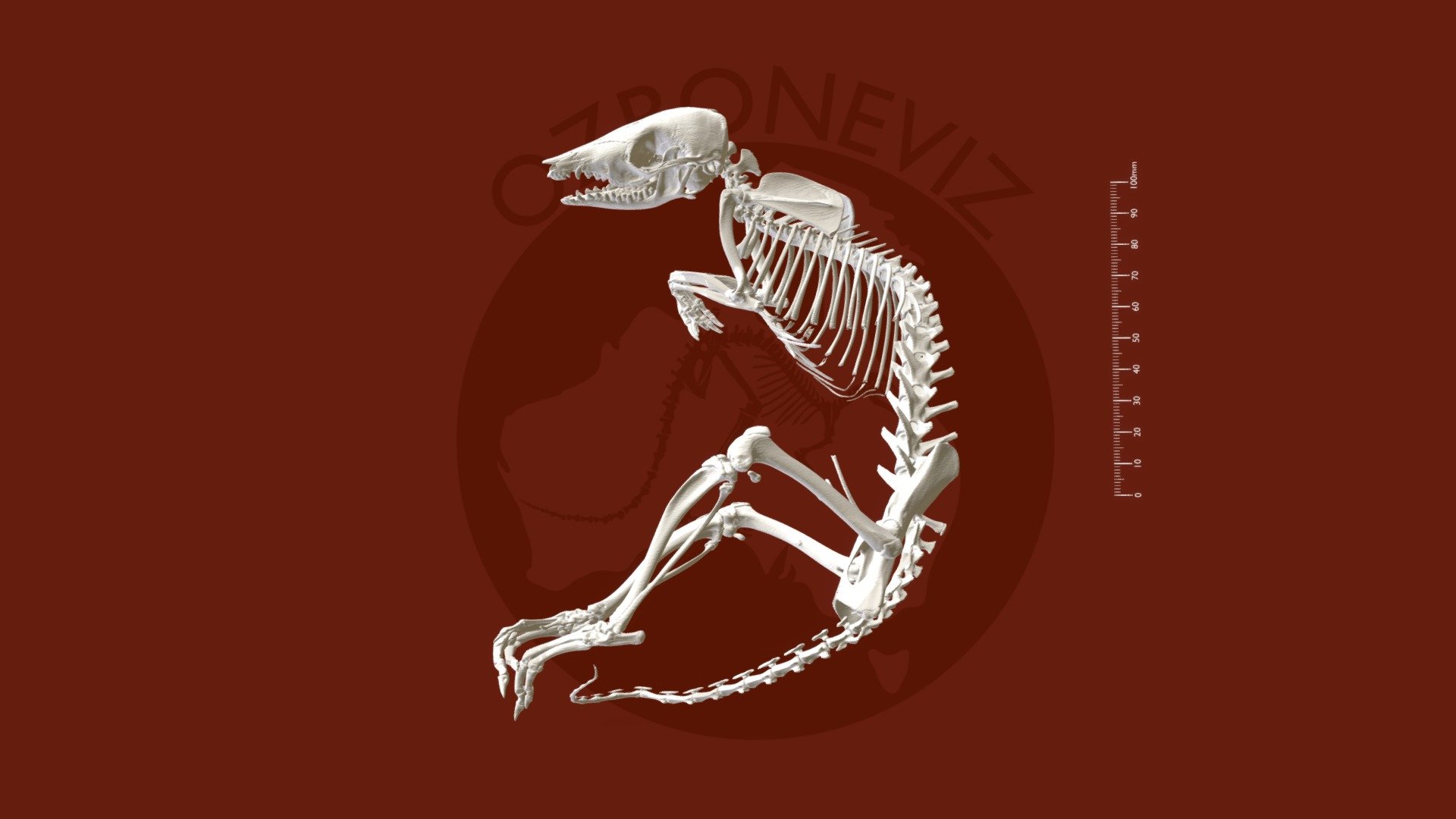 Golden bandicoot skeleton - 3D model by Ozboneviz [87278c2] - Sketchfab