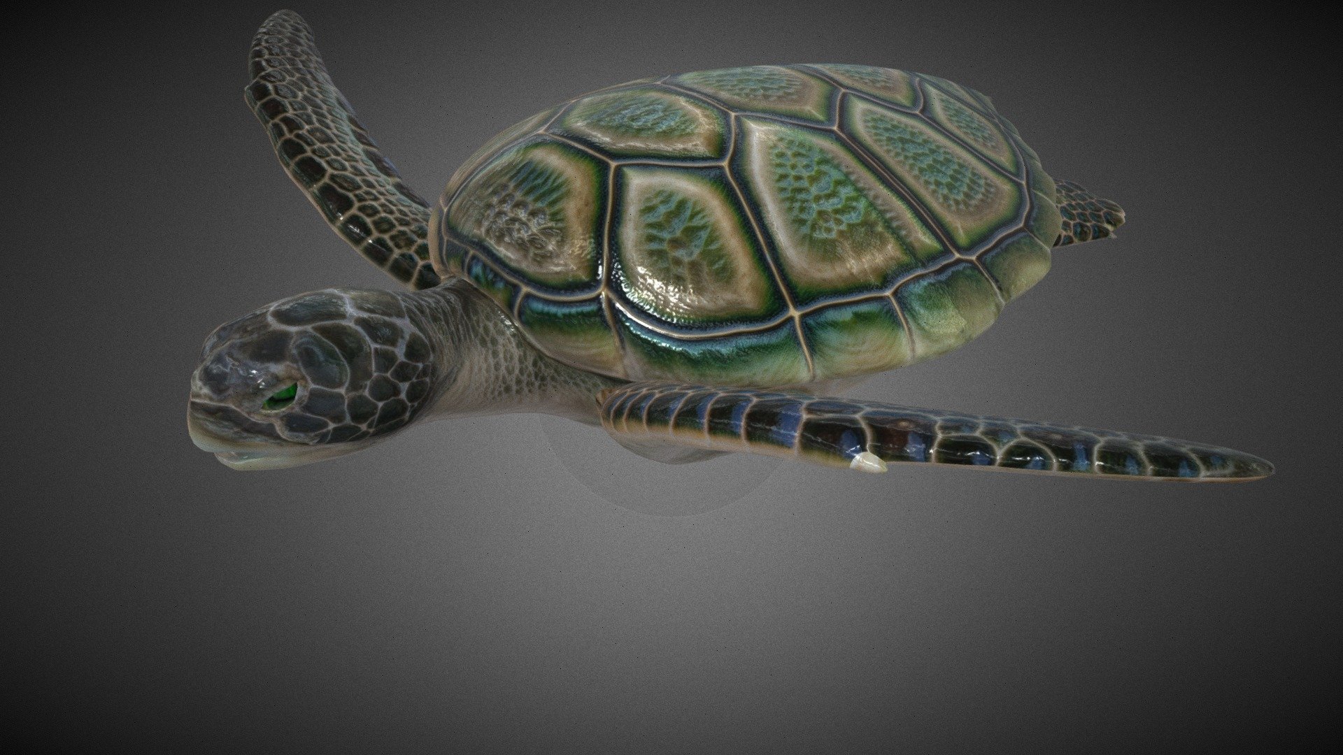 Turtle Green - Buy Royalty Free 3D model by Assets_Animated [8729473 ...