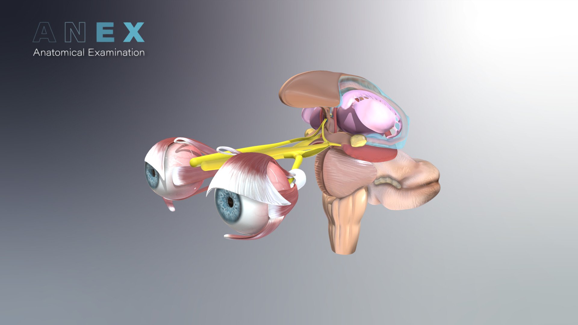 Neuro Anatomy - 3D model by imiridley [872c5e3] - Sketchfab