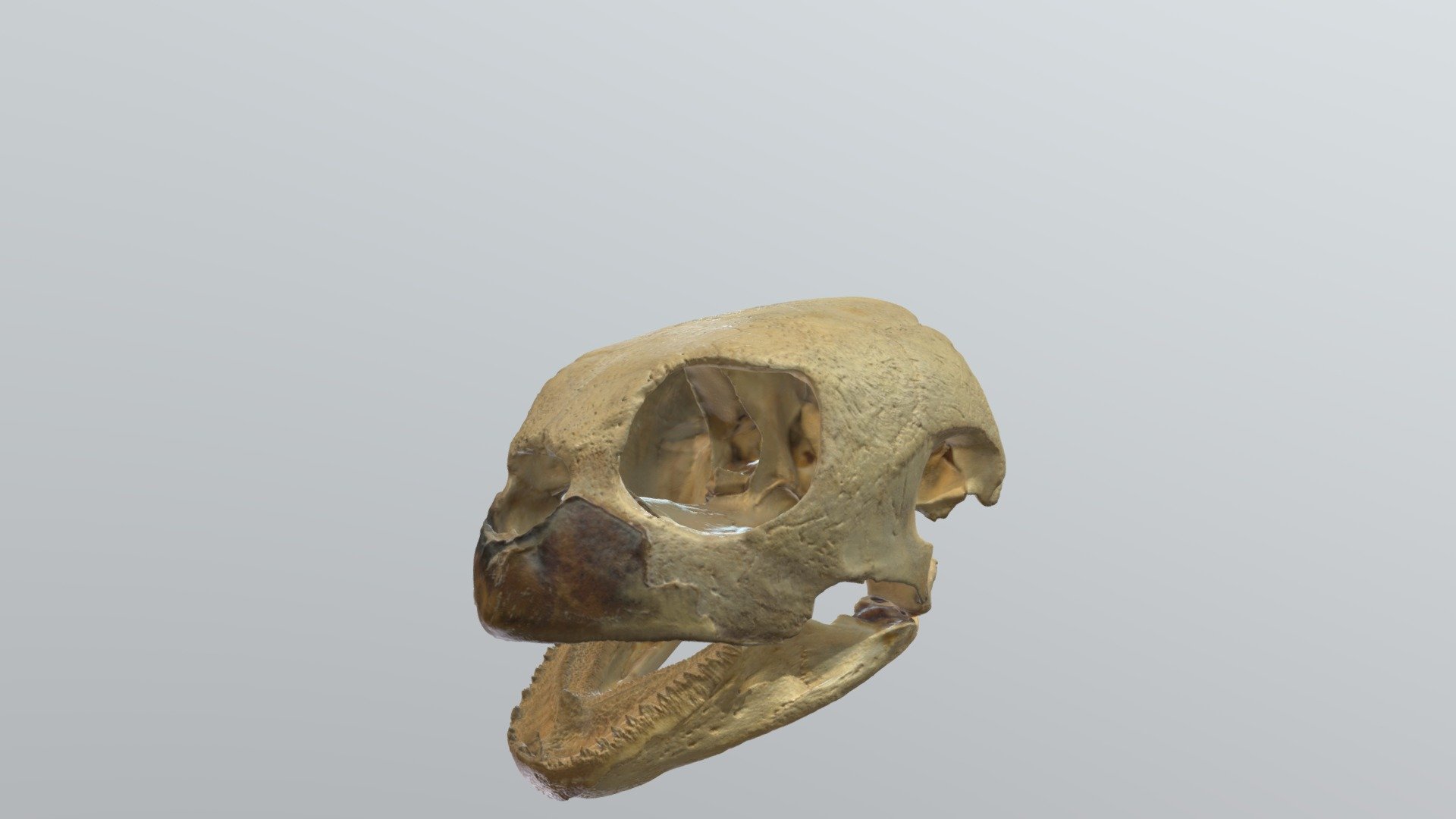 Green sea turtle skull and jaw - 3D model by kobayashi1943 [872c68e ...