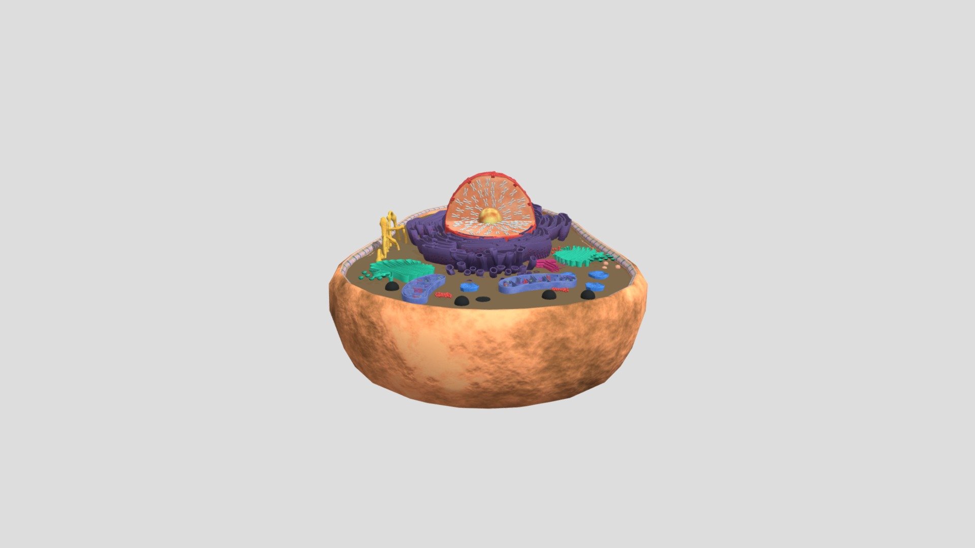 Animal Cell - 3D model by Feeltech Digivation Pvt Ltd (@feeltechdigivation) [872ccdc] - Sketchfab