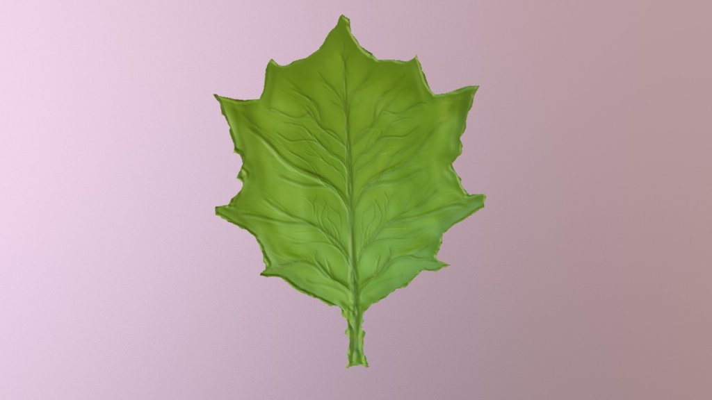HOJA - 3D model by Jessie F (@E-A92) [8732691] - Sketchfab