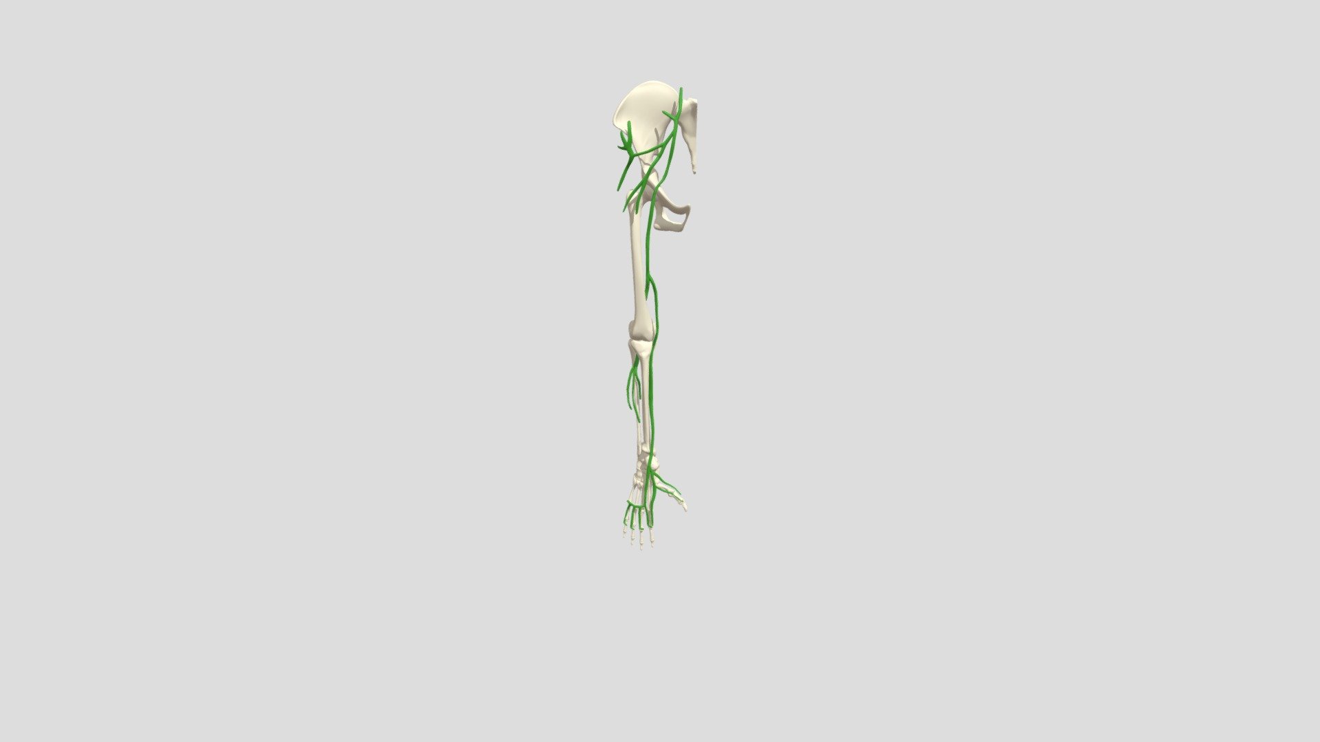 Siamang Lower Limb With Arteries - Download Free 3D model by VISIBLE ...