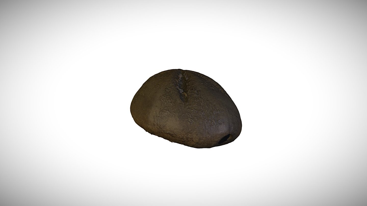 Meoma ventricosa / CASIZ 90719 - 3D model by California Academy of ...