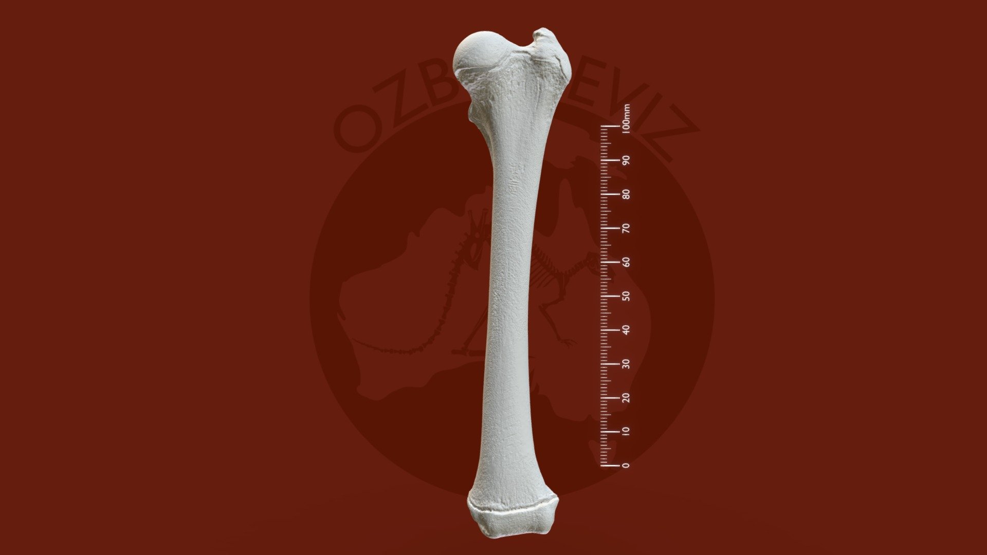 Koala femur - 3D model by Ozboneviz [8736151] - Sketchfab
