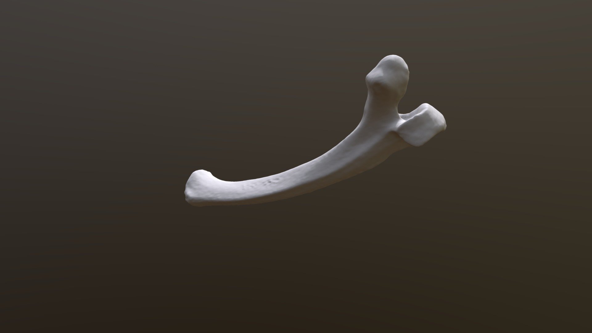 Coyote Right 1st Rib - 3D model by Megan (@masaunde) [87369da] - Sketchfab