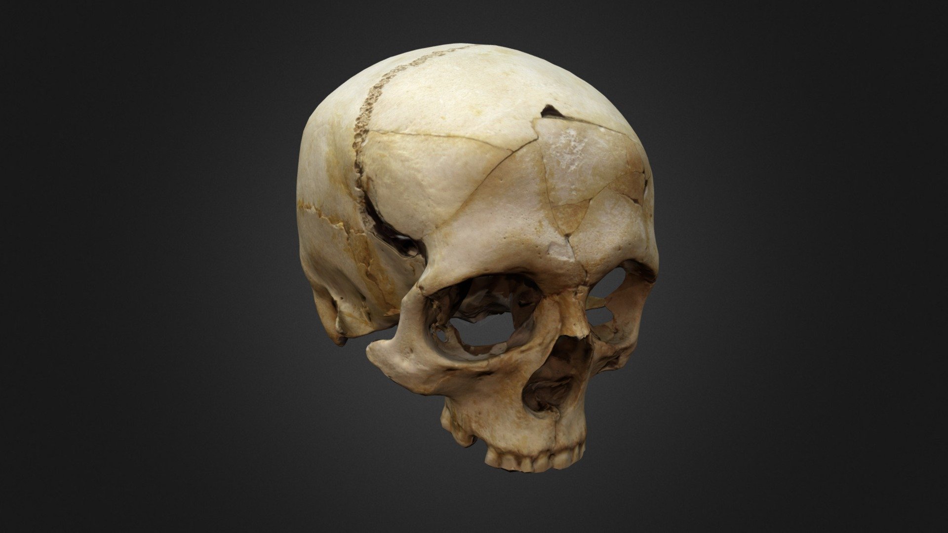 Human Skull Photogrametry Low Poly - 3D model by Control Shifté ...