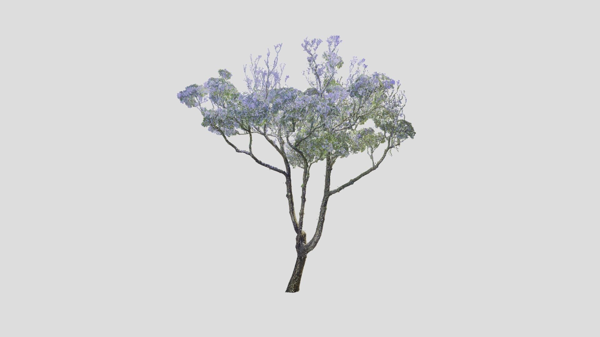 Tree Point Cloud - Buy Royalty Free 3D model by magnum_opus (@tree ...