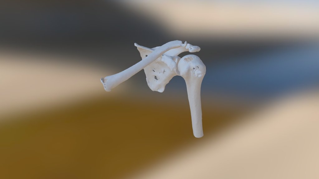 Shoulder - sku369 - 3D model by orto3d [874ca2a] - Sketchfab