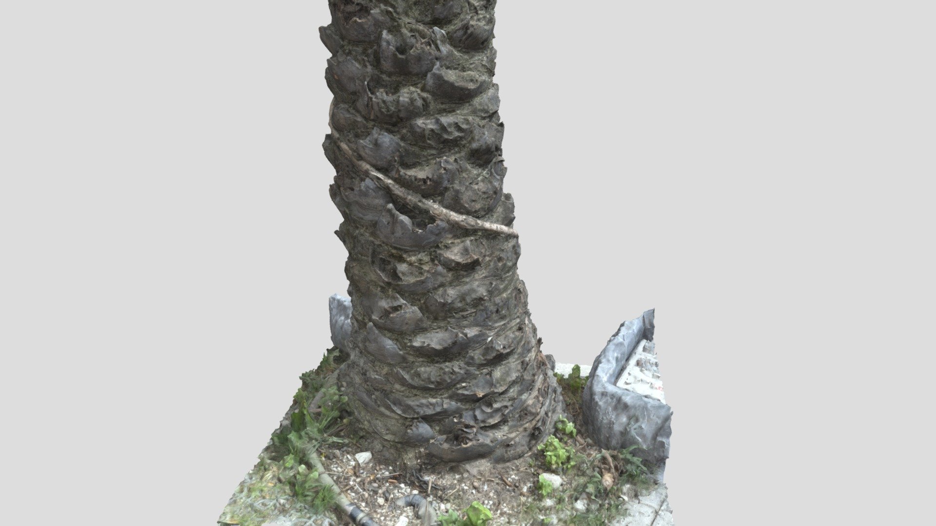 Tree 21 Scan - Download Free 3D model by joeshu [874ee32] - Sketchfab