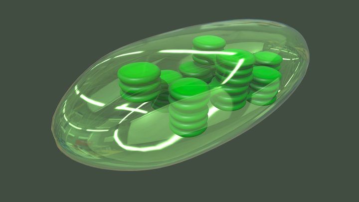 Chloroplast 3D models - Sketchfab