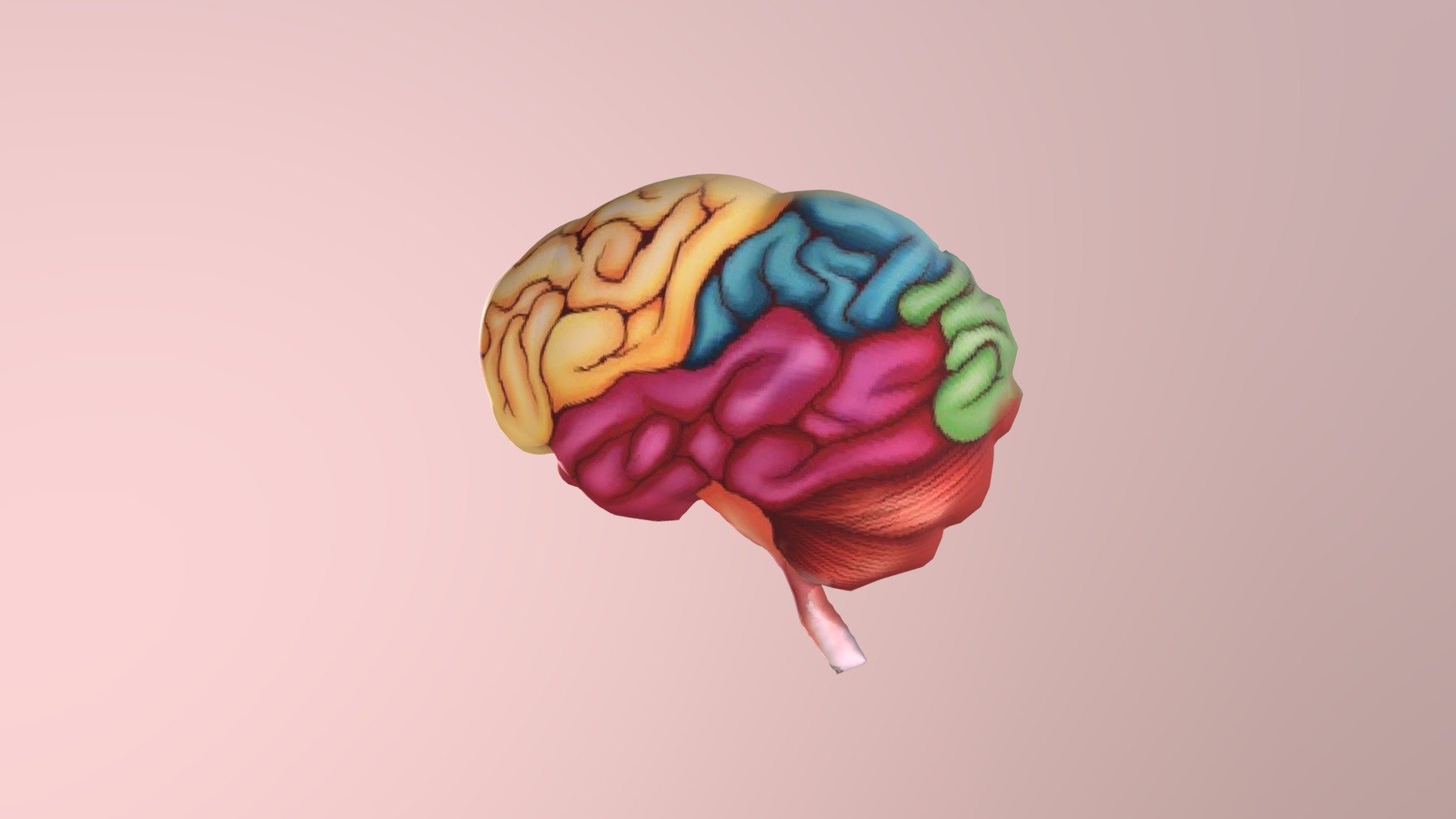 Brain - 3D model by puryanto [8751e75] - Sketchfab