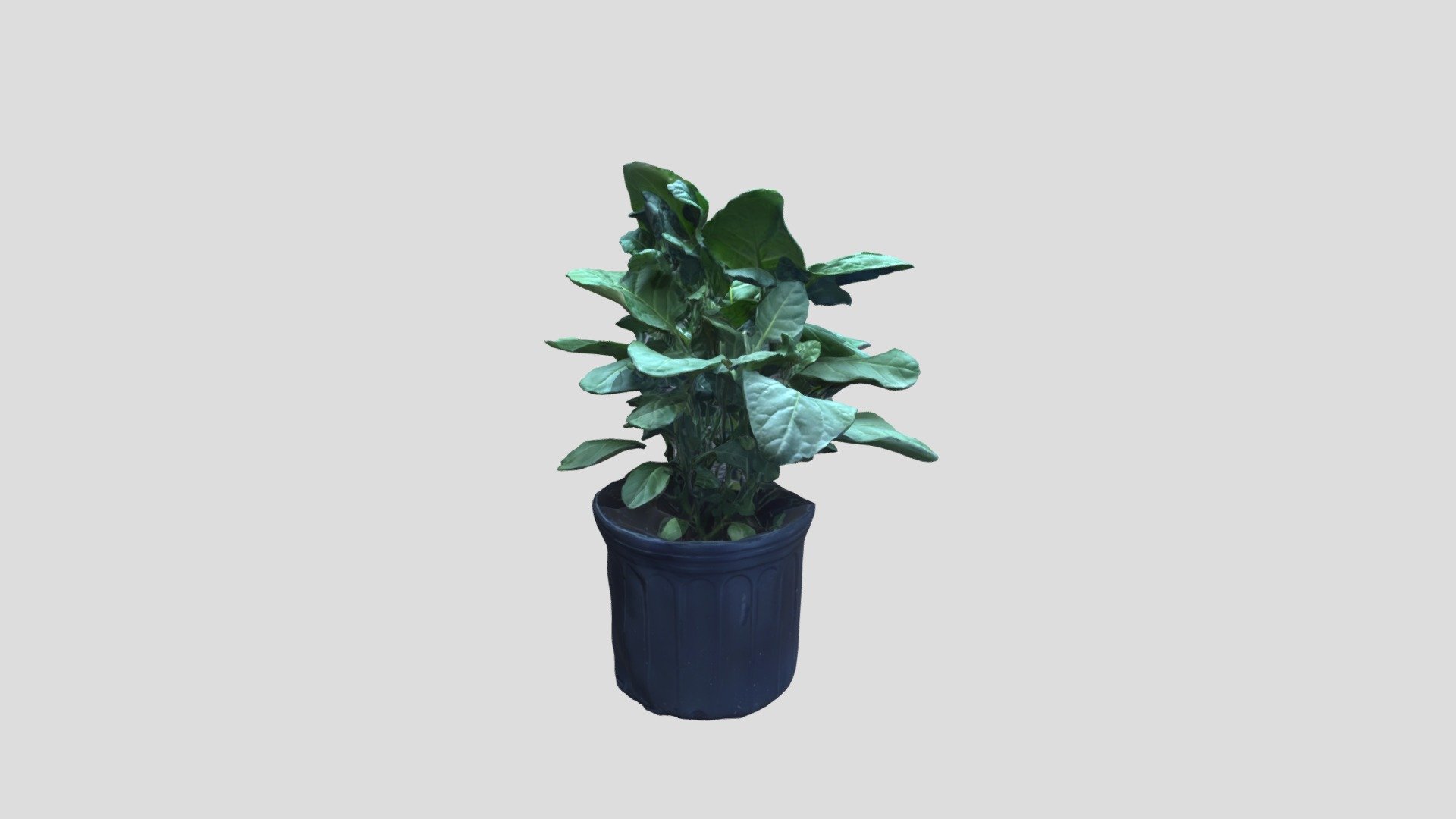 Nicotina rustica - Download Free 3D model by Skyler Young ...