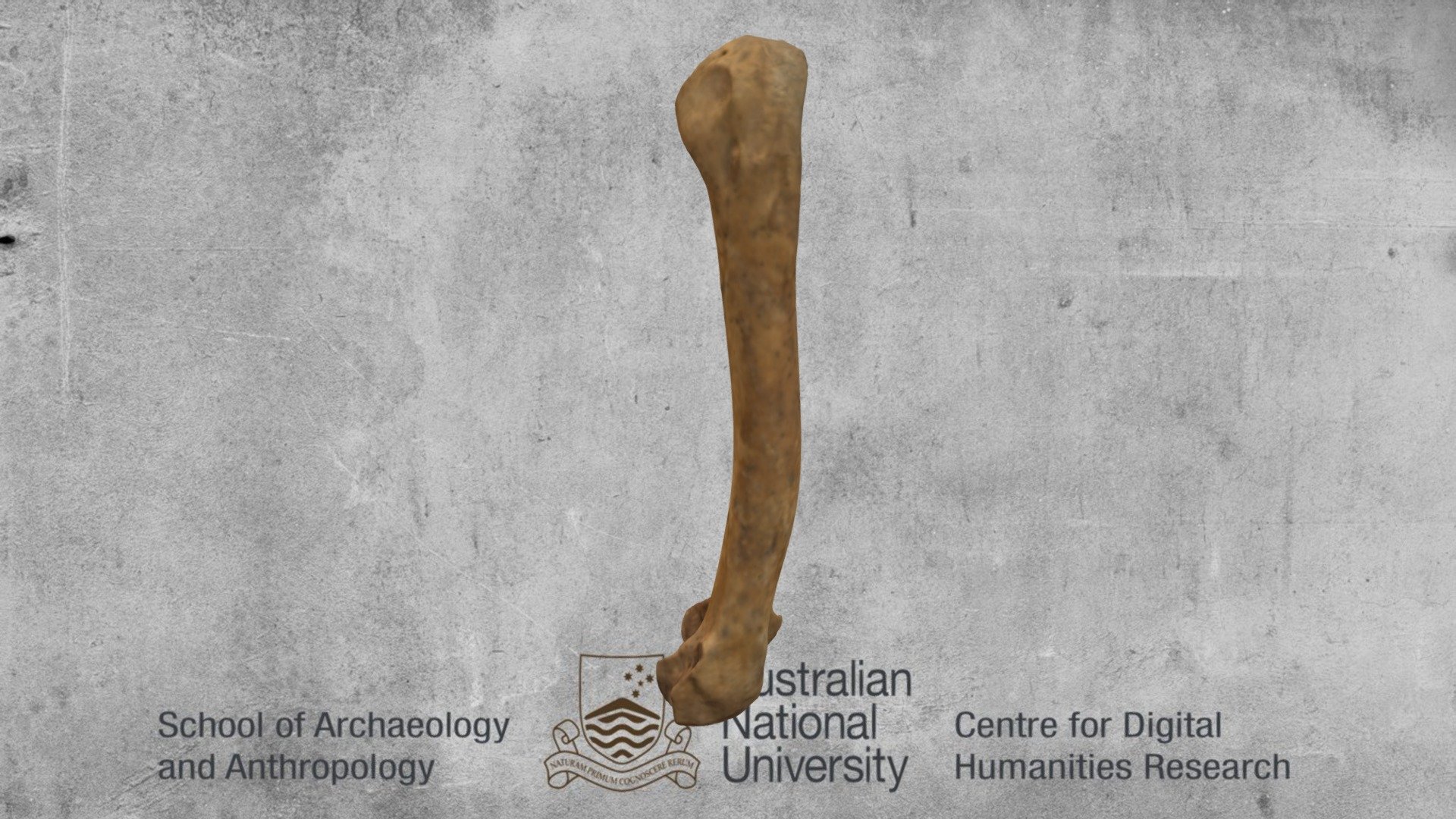 Femur Chicken - Download Free 3D model by Digital Humanities Research ...