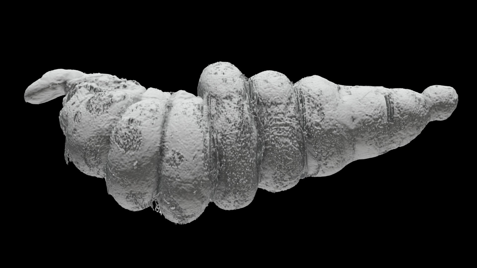 Halictophagus sp., female paratype - 3D model by Entomology Group Uni ...