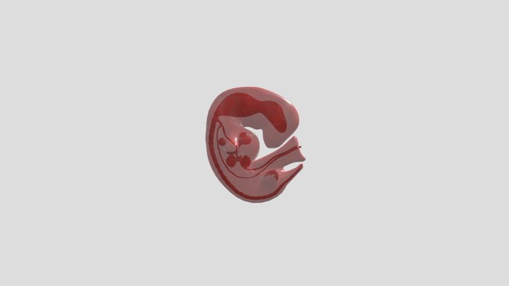 Fetal 3D models - Sketchfab