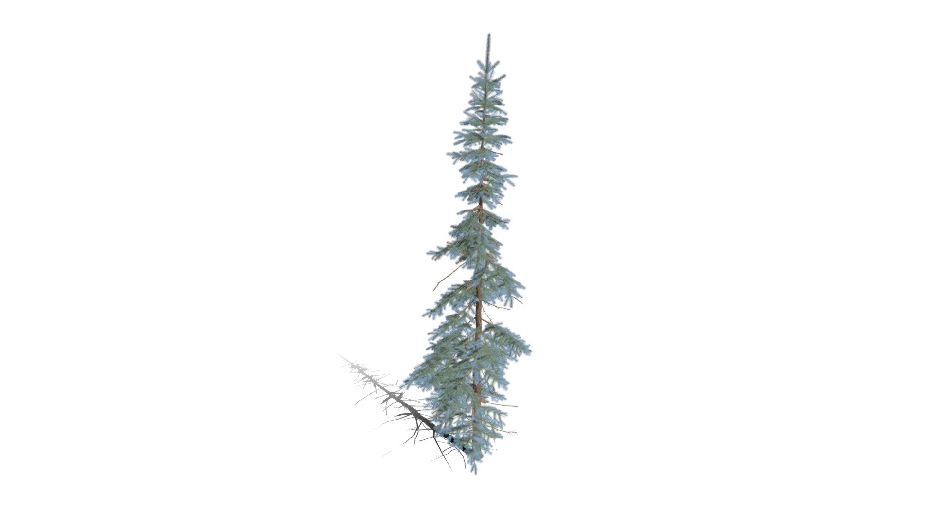 Realistic HD Colorado Blue spruce Koster (33/43) - Download Free 3D ...
