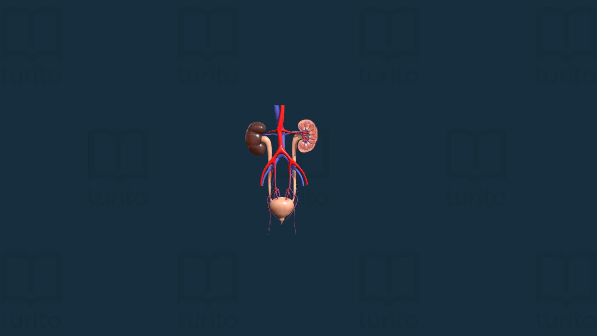 Kidney cut section - 3D model by Interactive (@interactiveforyou ...