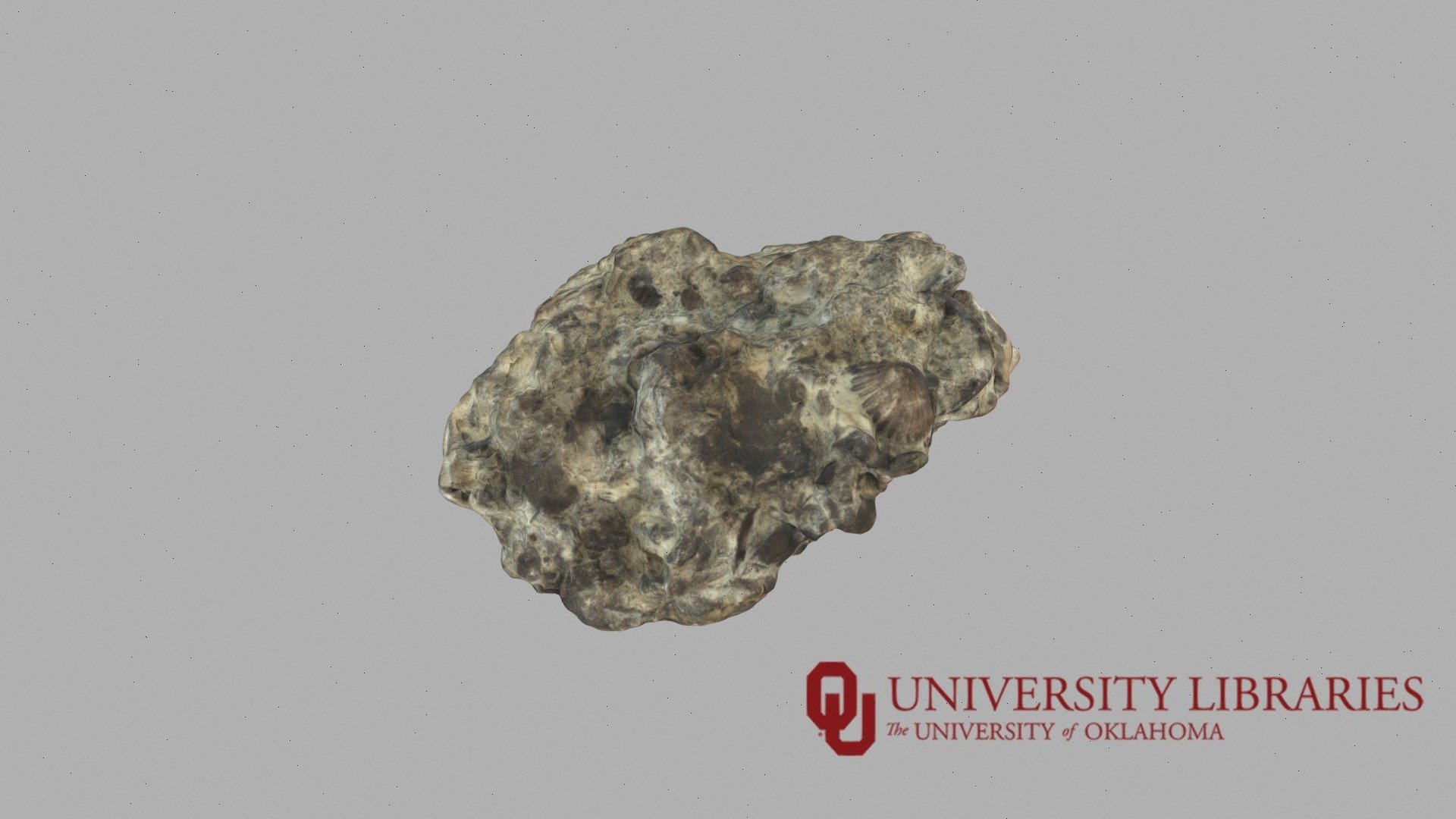 Fossiliferous Limestone - 3D model by OU Libraries (@libedge) [8770820 ...