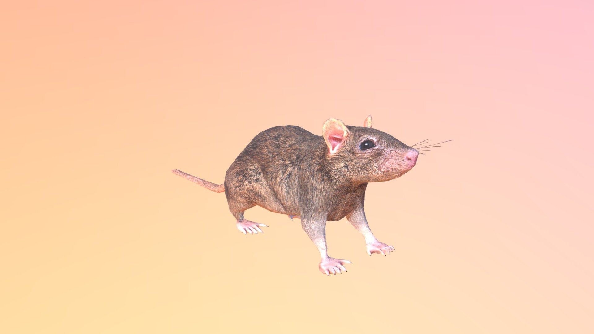 Rat - Buy Royalty Free 3D model by 3dlowpoly [8771256] - Sketchfab Store