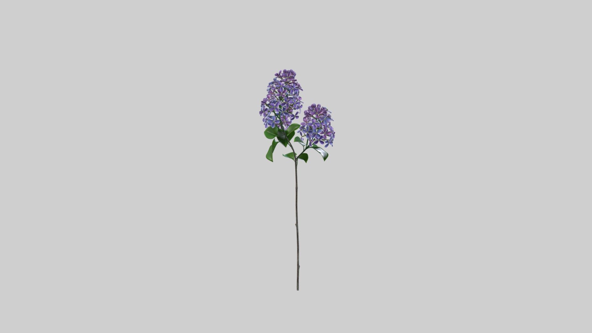 Purple Lilac - 3D model by rain0123x [877651a] - Sketchfab