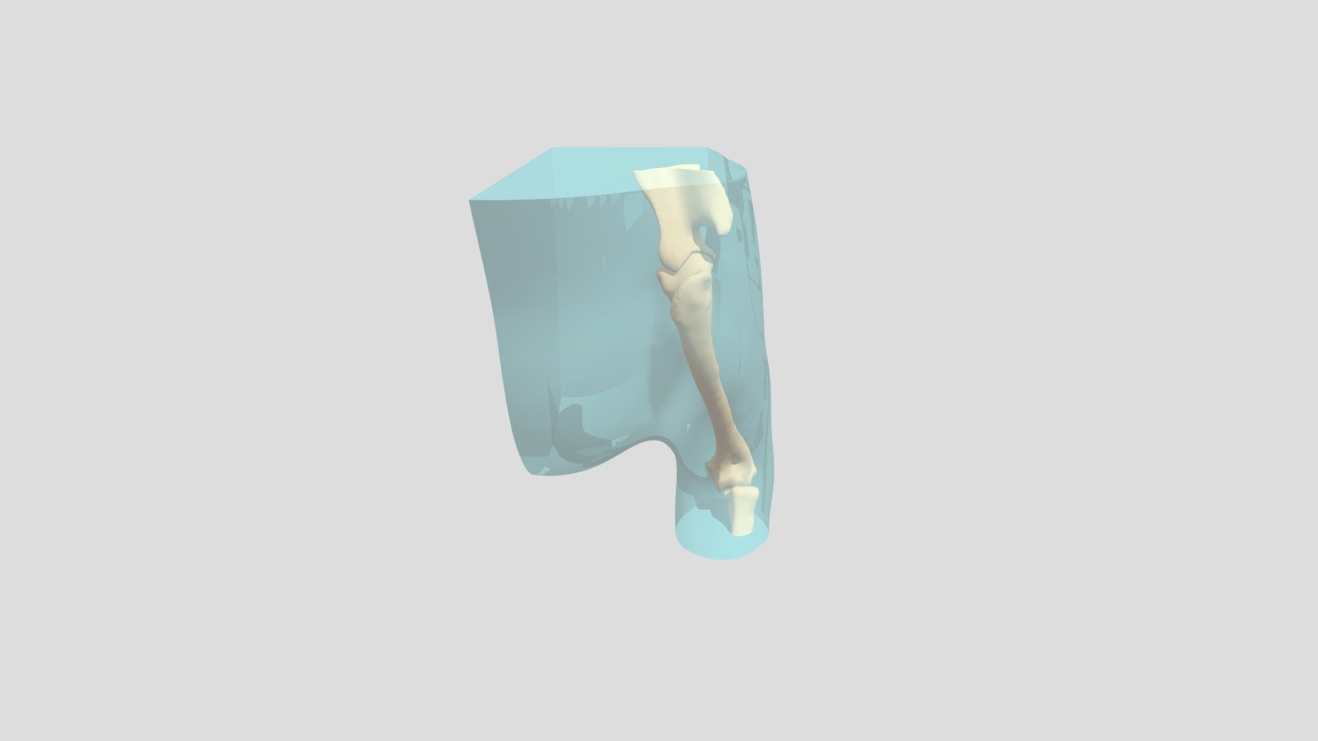 Canine Anatomy - Humerus and Elbow Joint - 3D model by AUmedart ...