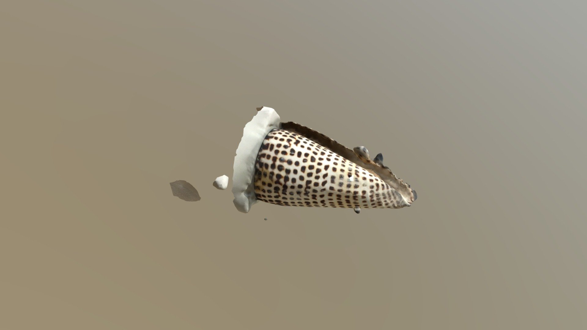 Shell - 3D model by dtn [878021f] - Sketchfab