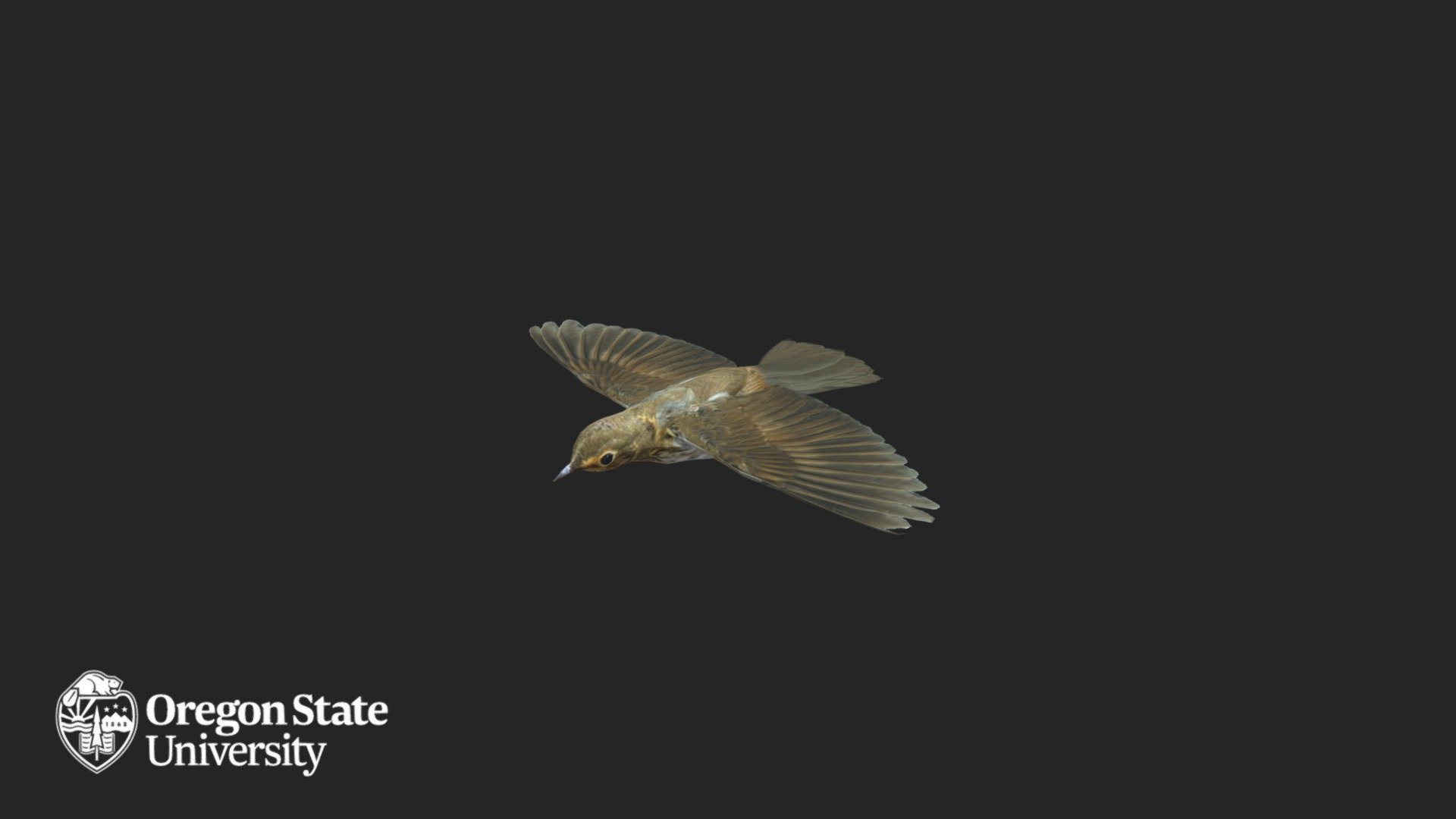 Swainson's Thrush - in Flight - Download Free 3D model by Oregon State ...
