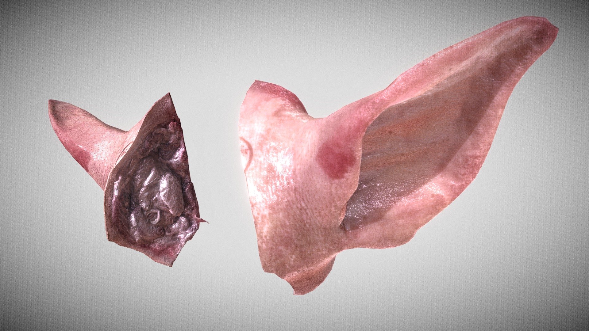 Pigs Ear - Buy Royalty Free 3D model by Mantas Talmantas (@mantasT ...
