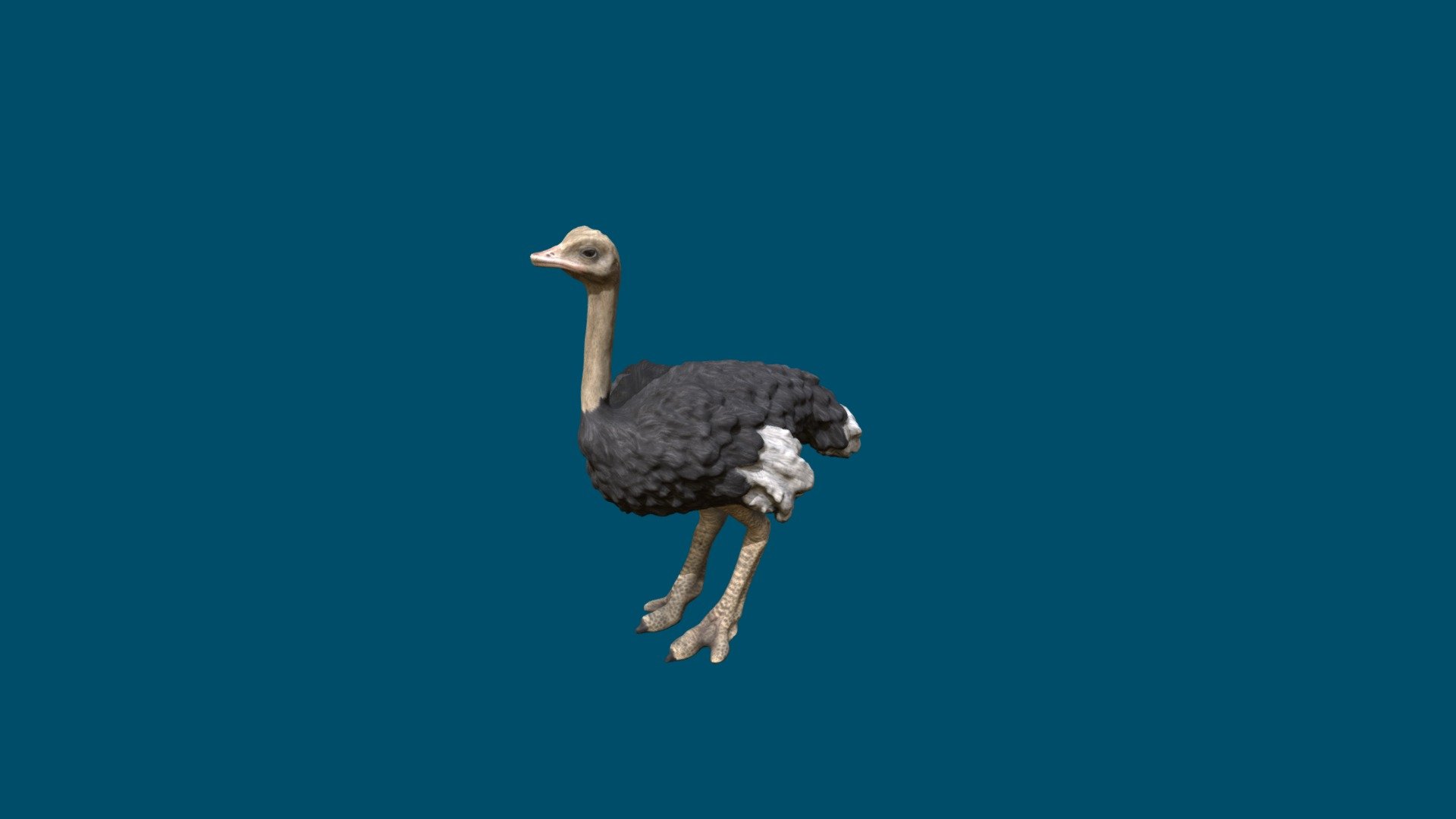 Ostrich - Download Free 3D model by kenchoo [878b929] - Sketchfab