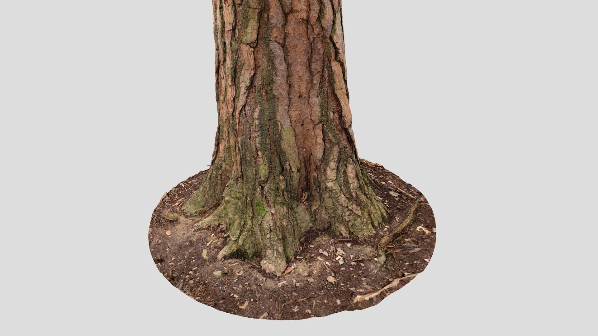 Tree scan 8K 001 - Buy Royalty Free 3D model by immerge [878e466 ...