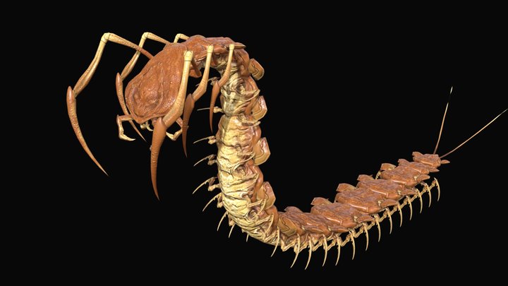 Centipede 3D models - Sketchfab