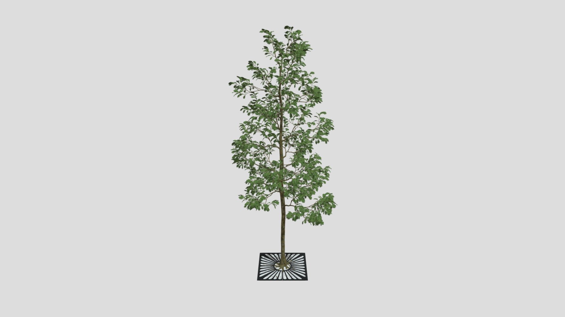 tree 26 AM207 Archmodel - Buy Royalty Free 3D model by Evermotion ...