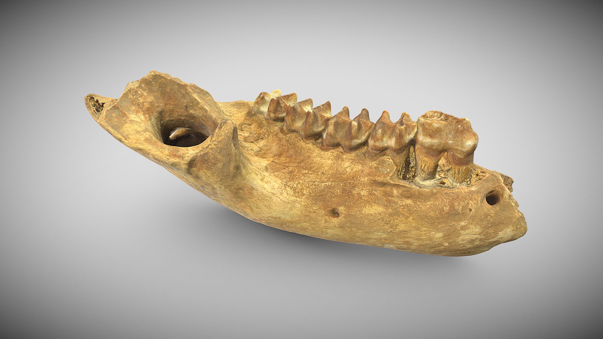 Simosthenurus (giant extinct kangaroo) mandible - 3D model by UQ School ...