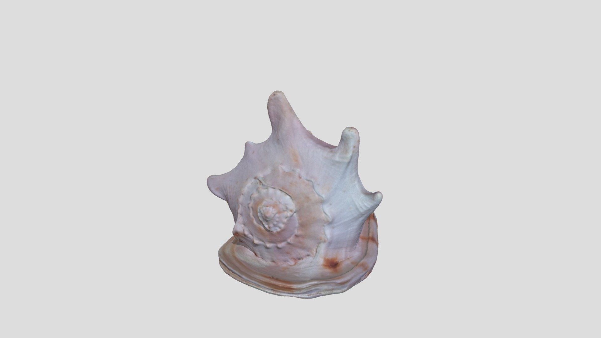 Big pretty Shellfish scanned With Revopoint POP2 - Download Free 3D ...