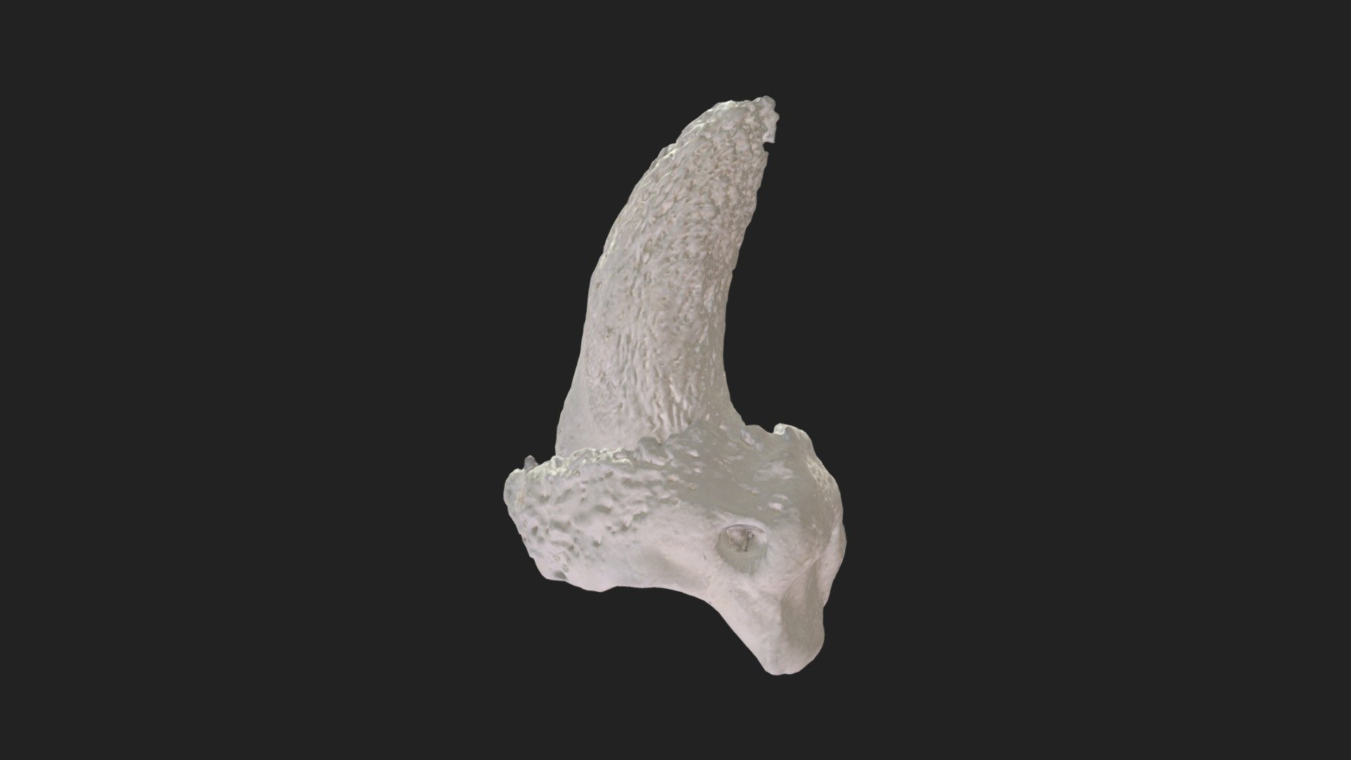 phalanx distalis big dog - 3D model by vetanatMunich [8797a27] - Sketchfab