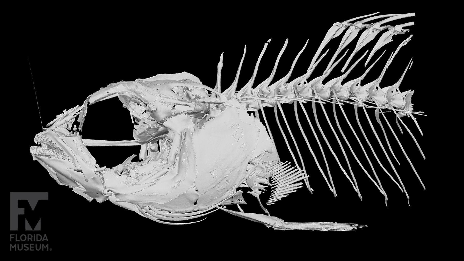 Banded Pygmy Sunfish CT Scan, Elassomatidae - 3D model by FloridaMuseum ...