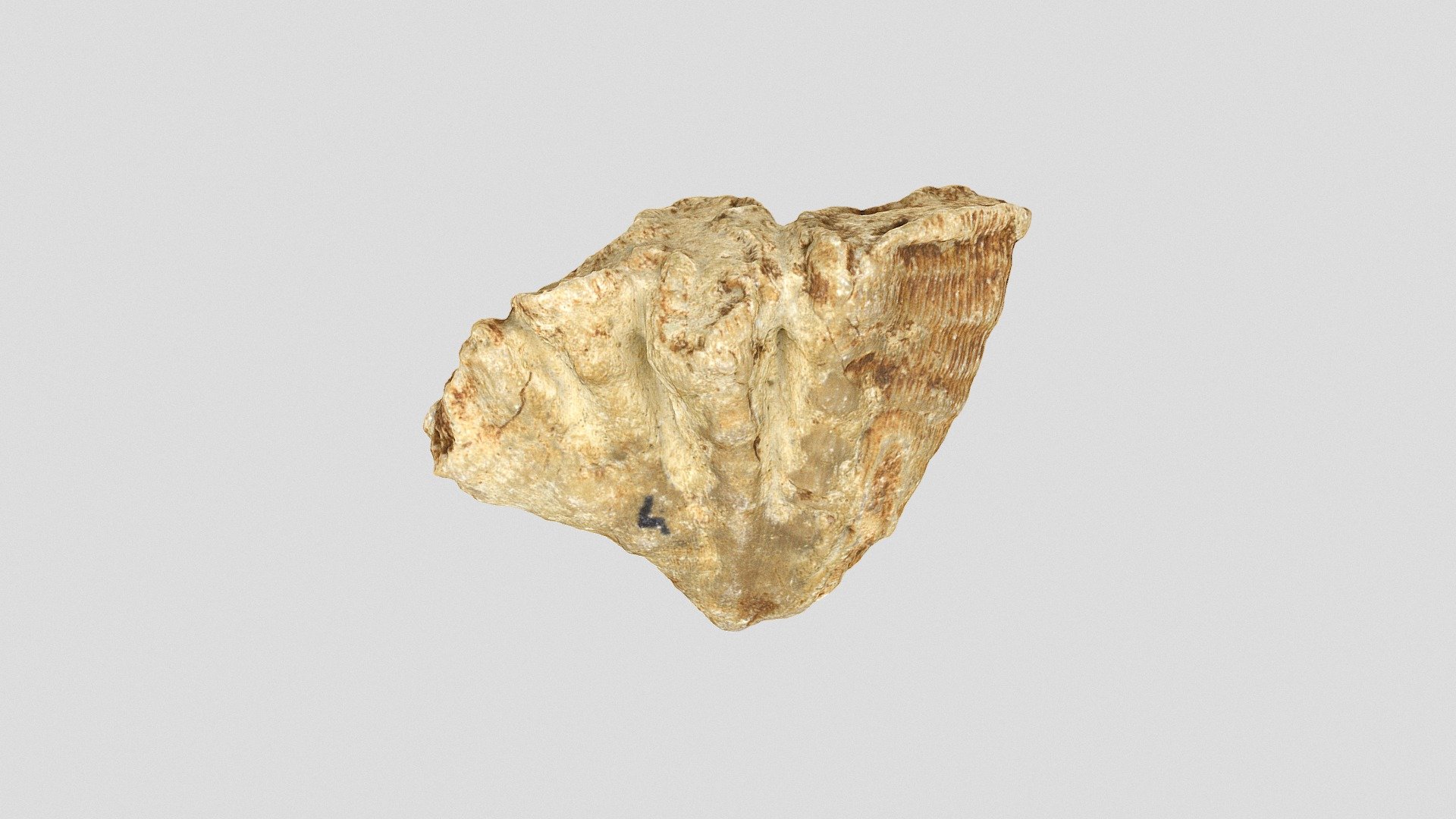 Flabellum - Download Free 3D model by Atlante virtuale 3D Geoscienze ...