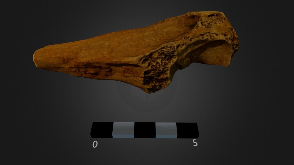 Animal bone + scale - 3D model by ArchaeGrammetry (@carlos0700 ...